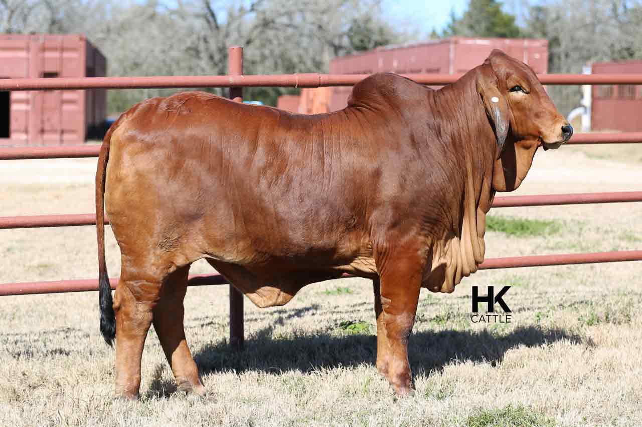 LOT 14 - HK MS. X-RAY 369/3