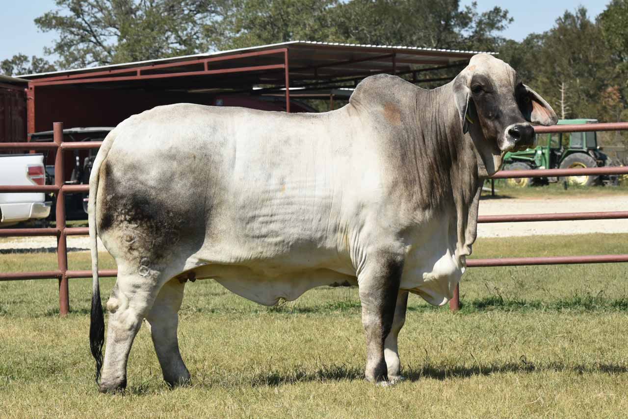 LOT 02 - MISS J&M MAXIE 689/4