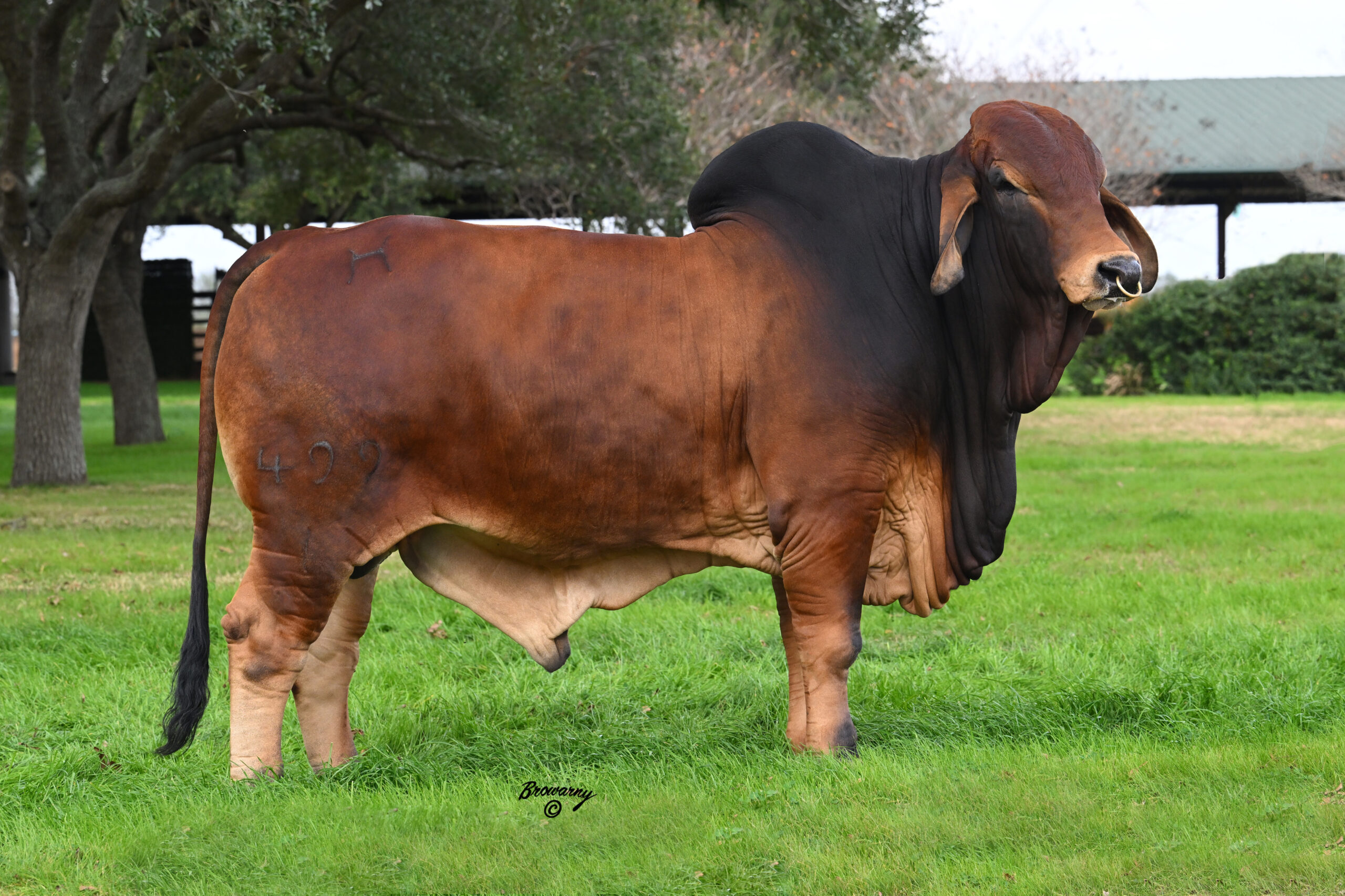 LOT 05 - LADY H LUCY ROJO 912/5