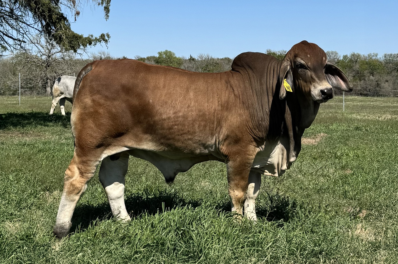LOT 01 - MS US POLLED LAYLA 47/5 (PP)