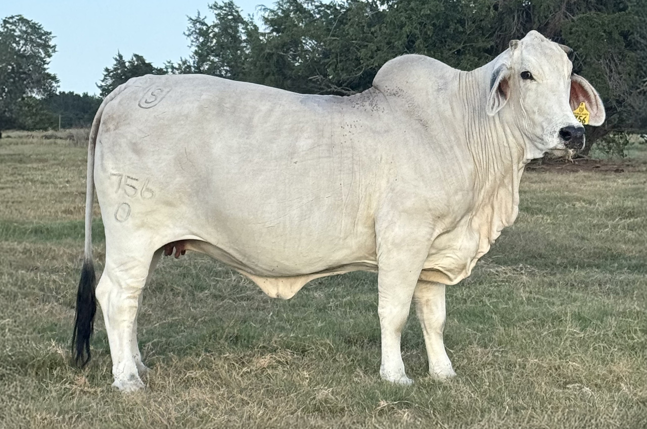 LOT 04 - MR US POLLED REVISION 5/4 (P)