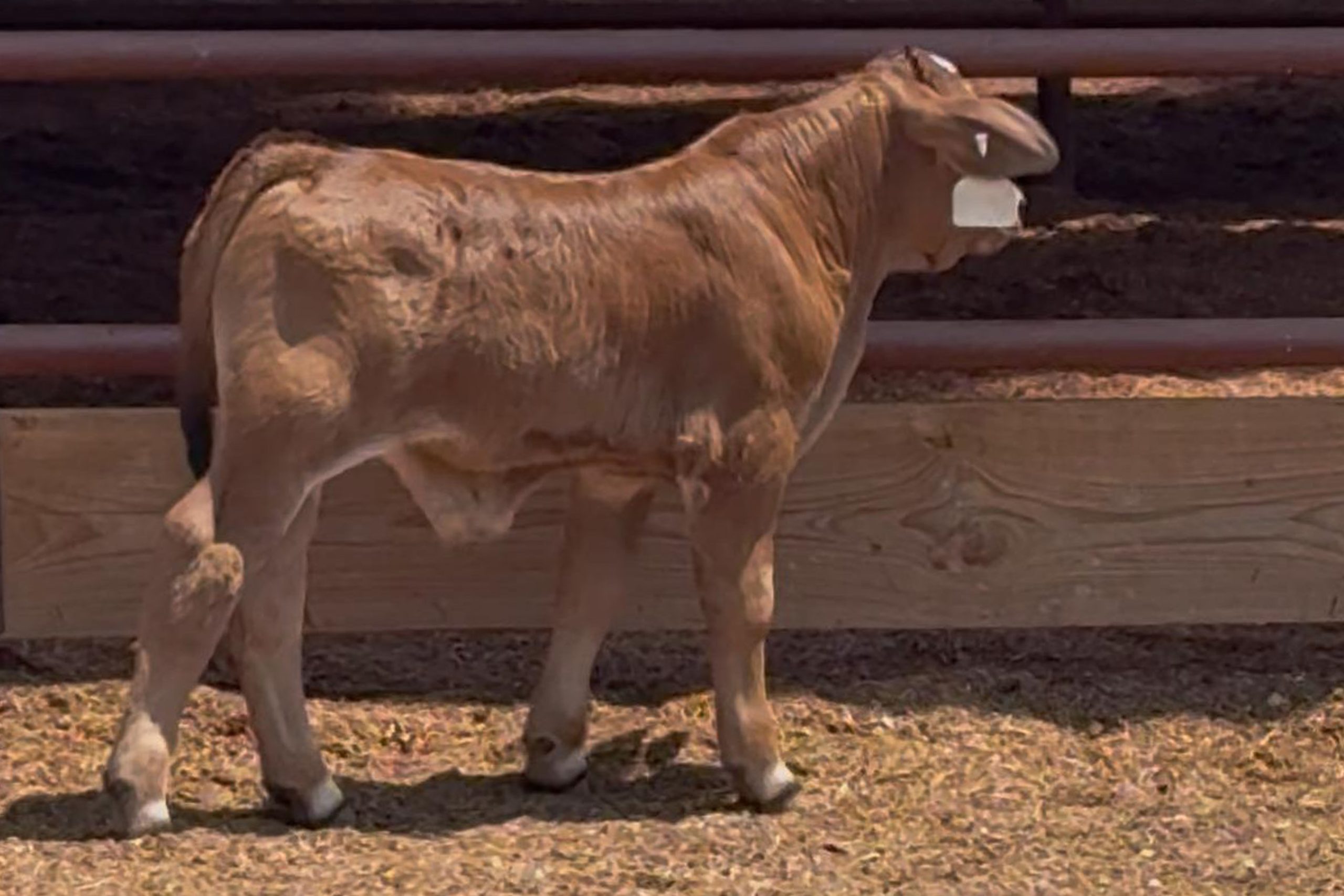 LOT 13 -SCHULTES MR. PENDELTON 361/2-ONE (1) SEXED SEMEN STRAW