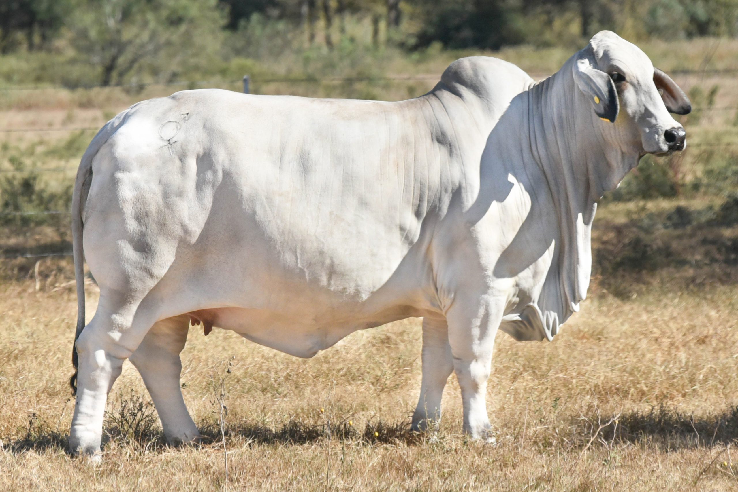 LOT 09 - MISS J&M AUGUSTA 753/4