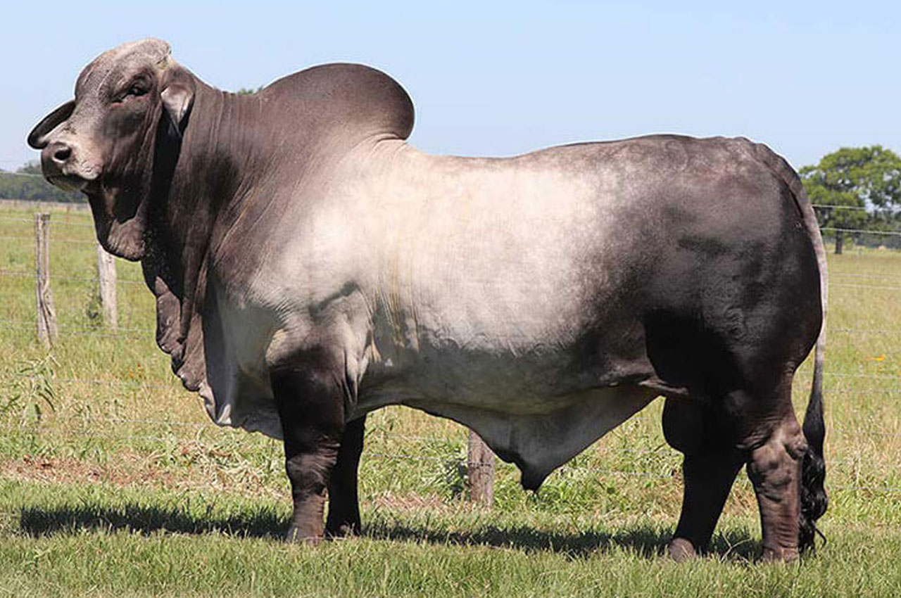 LOT 10 - MISS J&M ERALDINE 734/4