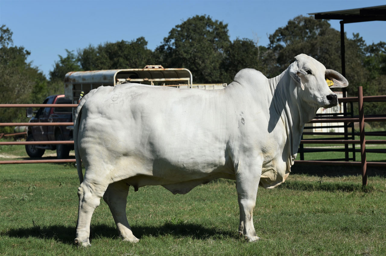 LOT 09 - MISS J&M PENELOPE 730/4