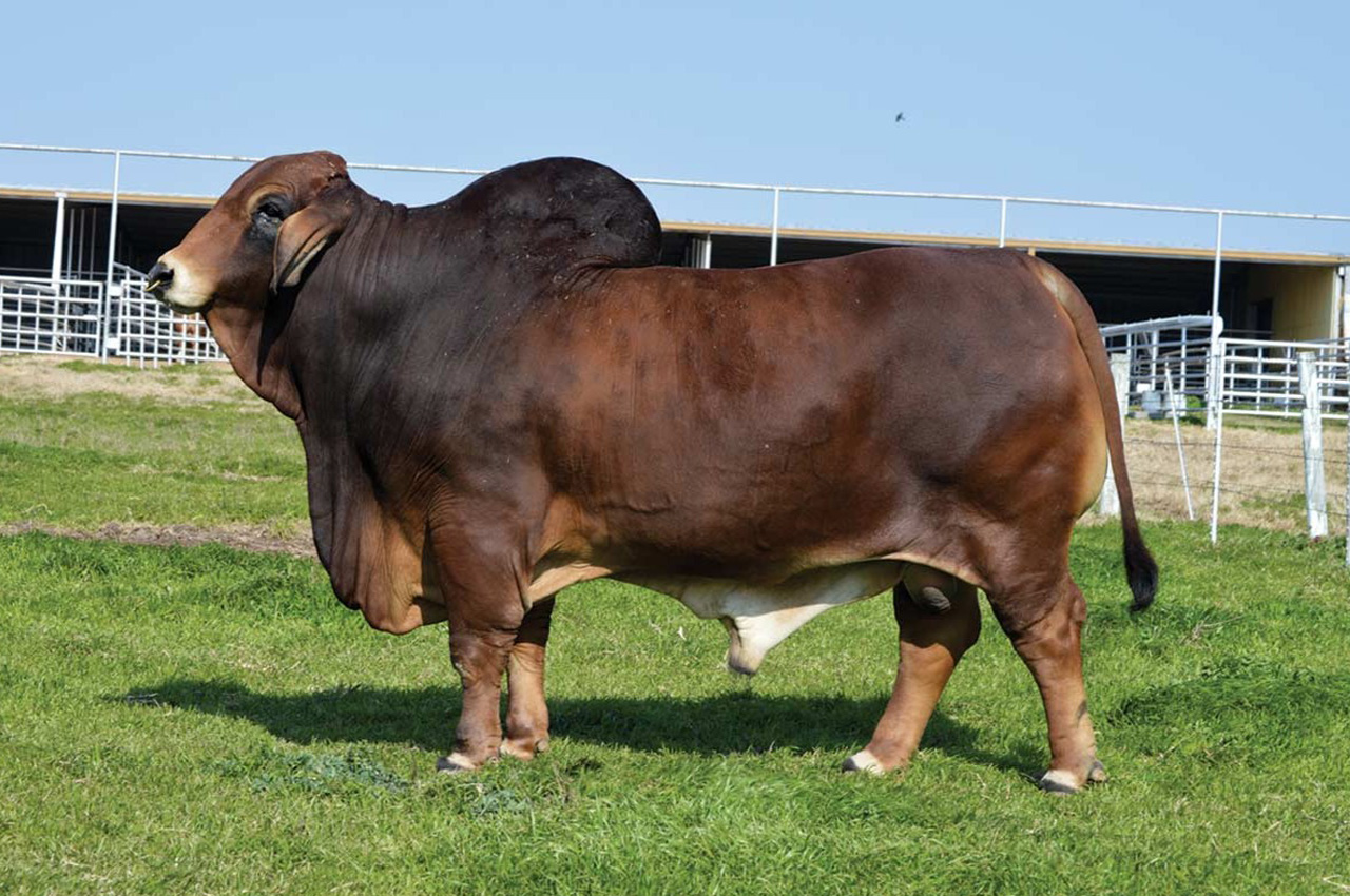 LOT 01 - MISS HC TEETER 260/5