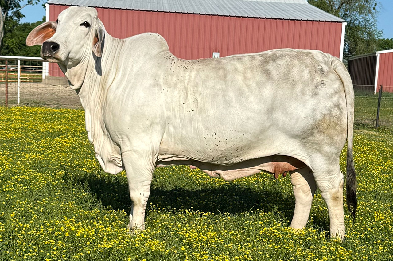 LOT 20 - AT MR WOODROW MANSEAUX 705/9- THREE (3) CONVENTIONAL SEMEN PACKAGE